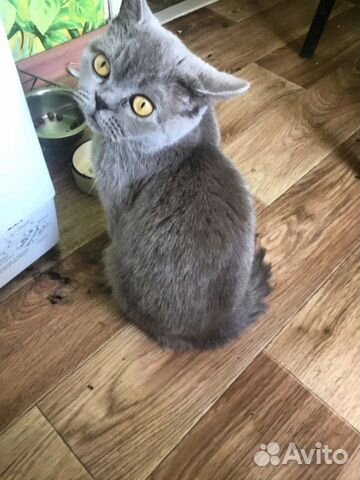 Кошка британец+русская голубая