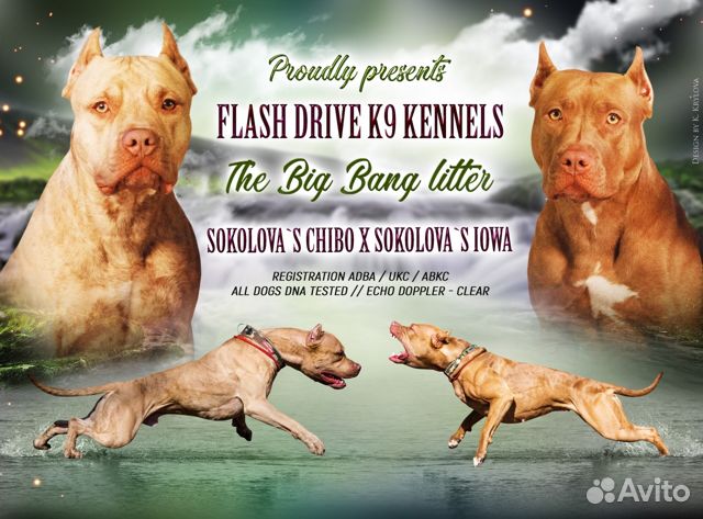Бронирование щенков американского пит-бультерьера