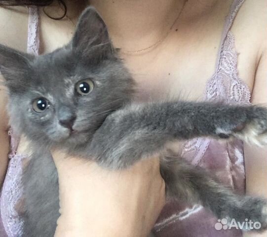 Кошка, помесь Майн куна