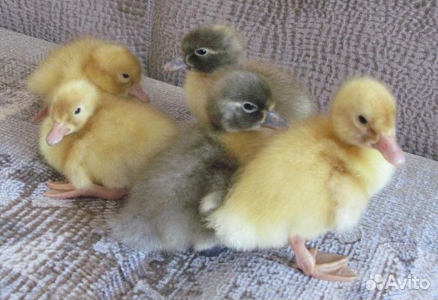 Утята 10 -дневные "Фаворит" Голубая утка