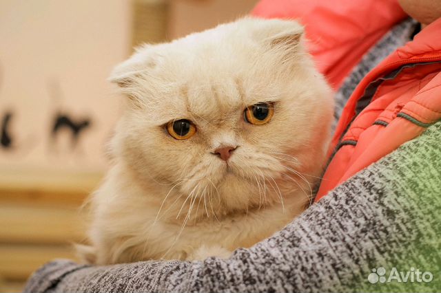 Лев Маркович. Пушистый красавец кот. Бесплатно