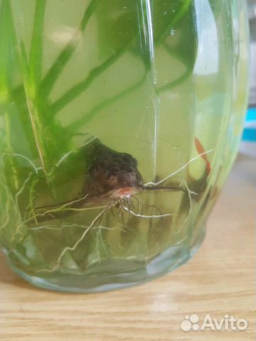 2 аквариумных рыбки: лабио и сом
