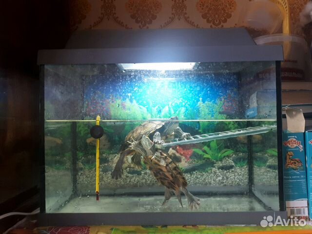 Красноухие черепахи и черепашник (25 литров)