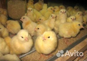 Куры Кобб 500 (Чехия) разных возрастов