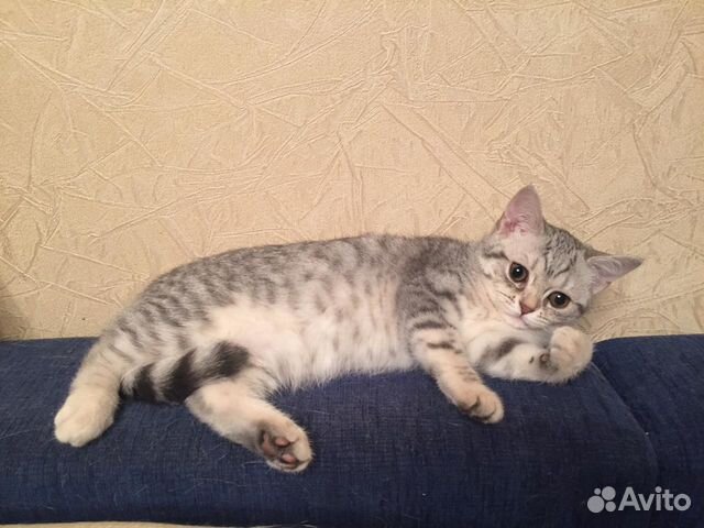 Продается котенок