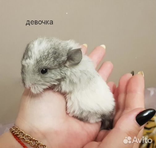 Шиншиллята