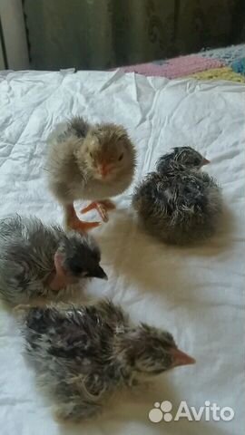 Продажа яйца брамы, цыплят