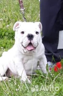 Английская леди