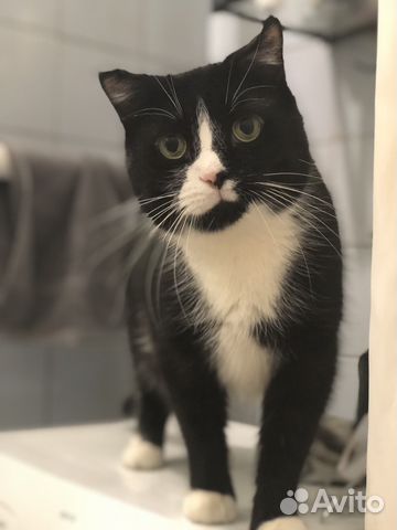 Отдам душевного котика, корм могу покупать