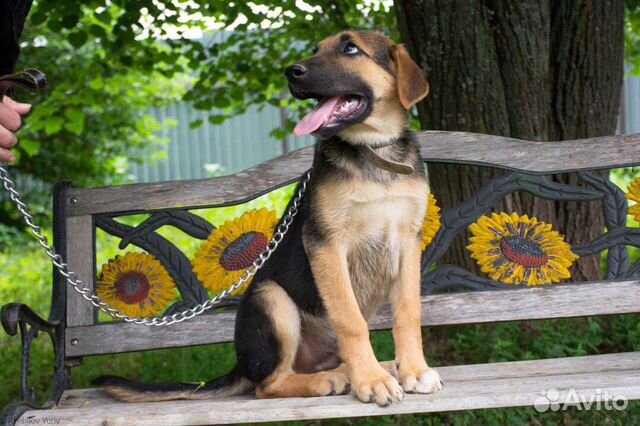 Норд ищет дом