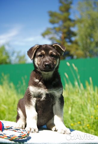 Старотипные щенки вео