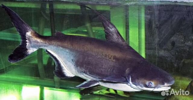 Пангасиус (акулий сом)
