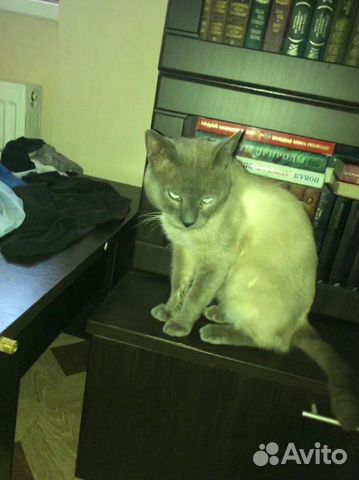 Сиамские малыши