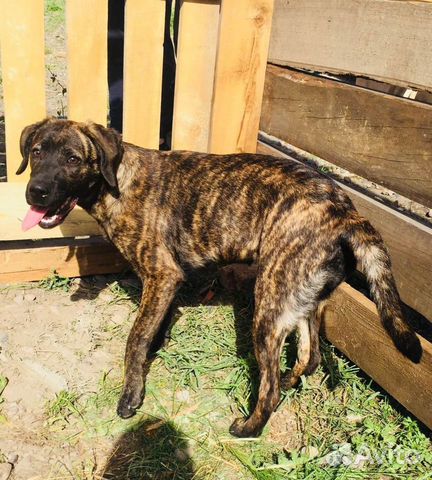 Отдам замечательную собаку во двор