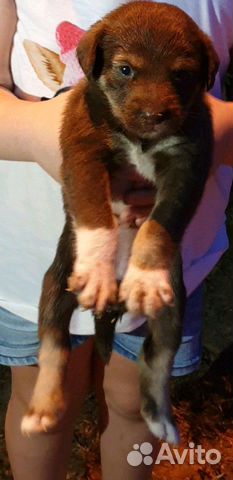 Щенки дворняги