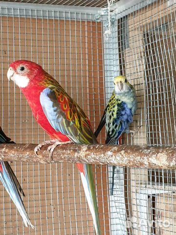 Попугай Розелла