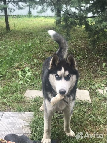 Сибирский хаски
