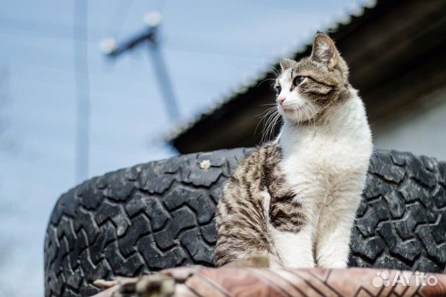 Кот, который не гуляет сам по себе