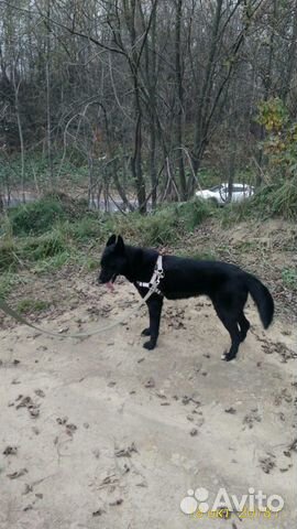 Собака Сонечка