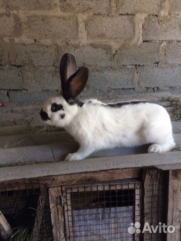 Самец нпв строкач