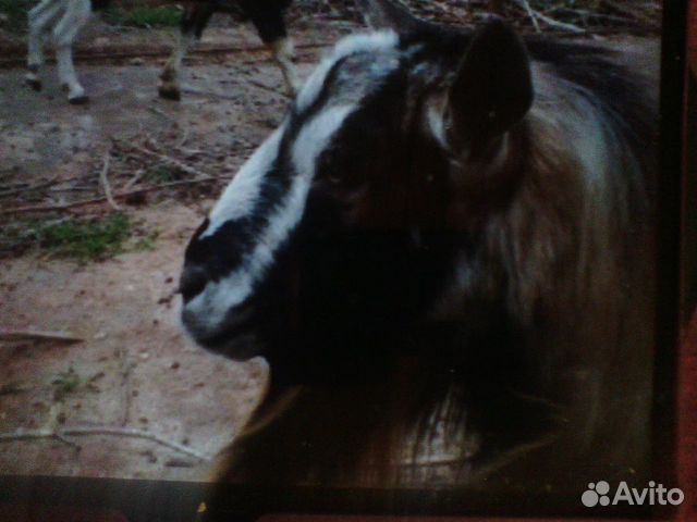 Альпийский комолый козёл для покрытия