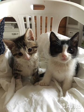Котята в добрые руки