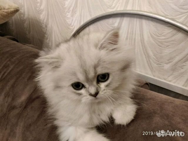 Британские котята серебристая затушеванная шиншила