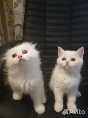 Шотландские котята