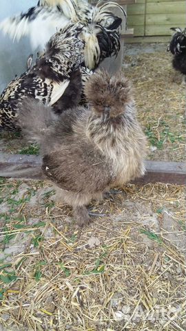 Цыплята китайской шелковой