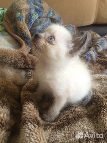 В добрые ручки мальчишку сиамку