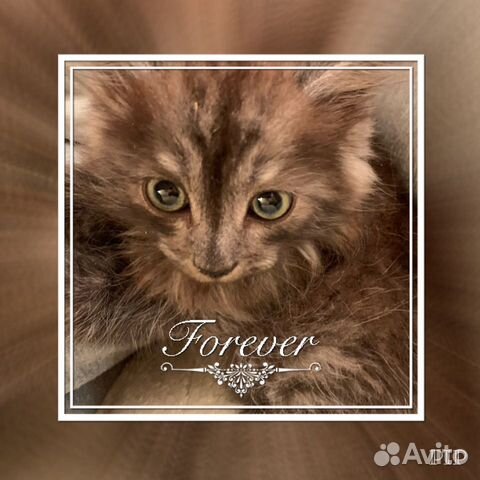 Котенок мальчик в добрые руки