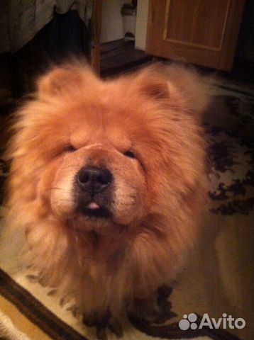 Отдам в добрые руки Чау-чау