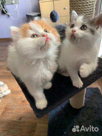 Шотландские шикарные котята