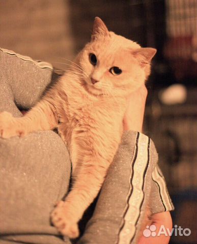 Кошка Дакота