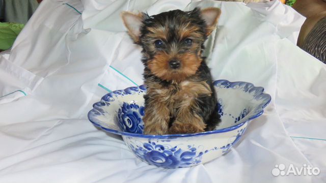 Сладкая мини-парочка