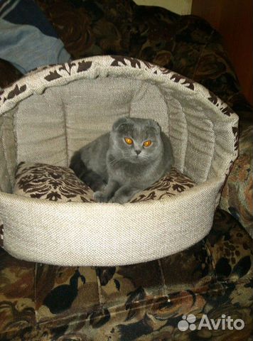 Кошечка