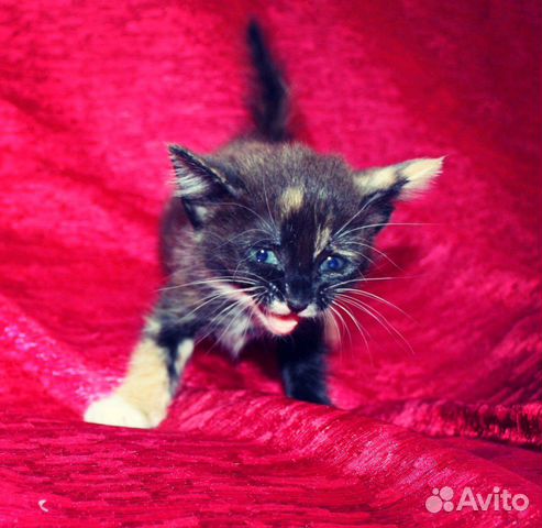 Котята Голубоглазое Счастье в дар в добрые руки