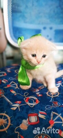 Котятки вислоухие