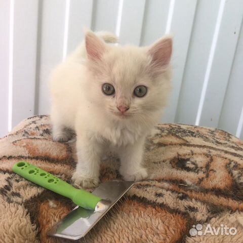 Шотландец