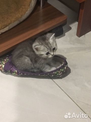 Котята шотландские