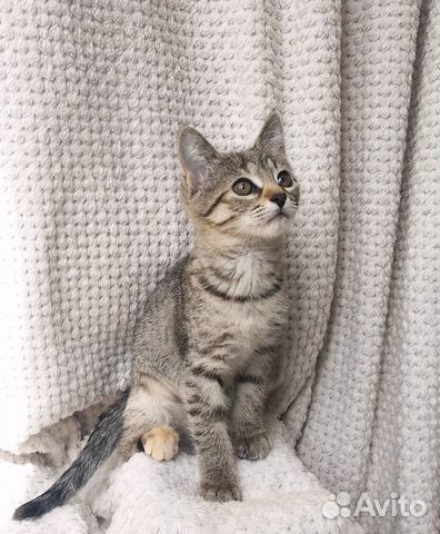 Котенок ищет дом Шпротинка
