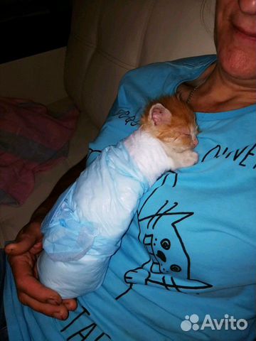 Маленький Яша ищет семью