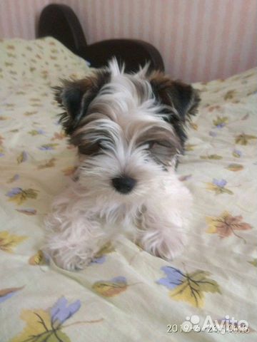 Продаю щенка Бивер Йоркширский терьер