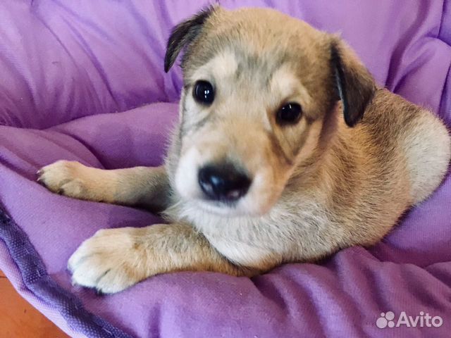 Девочка Кнопочка, 6 недель