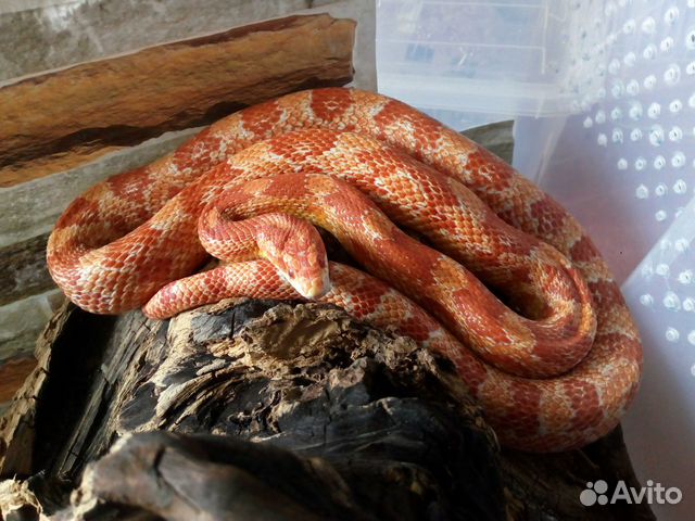 Змея. Маисовый полоз