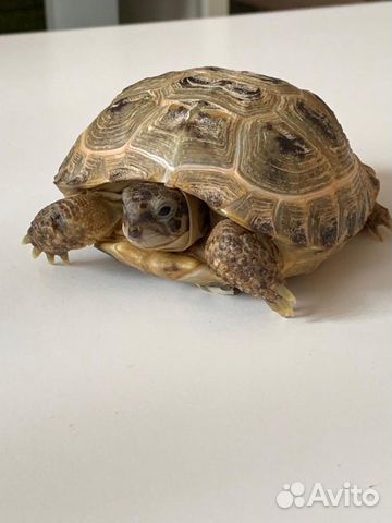 Сухопутная черепаха