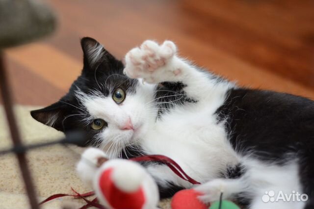 Котенок ищет дом