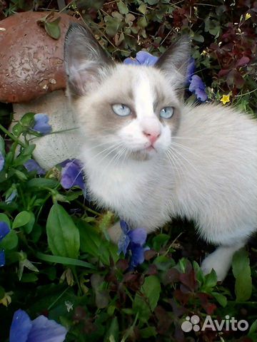 Котята продам хорошим людям