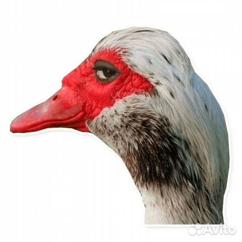 Продаётся птица: гуси, бройлерные куры, индоутки