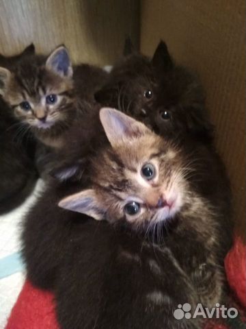 Котята (1,5 месяца)